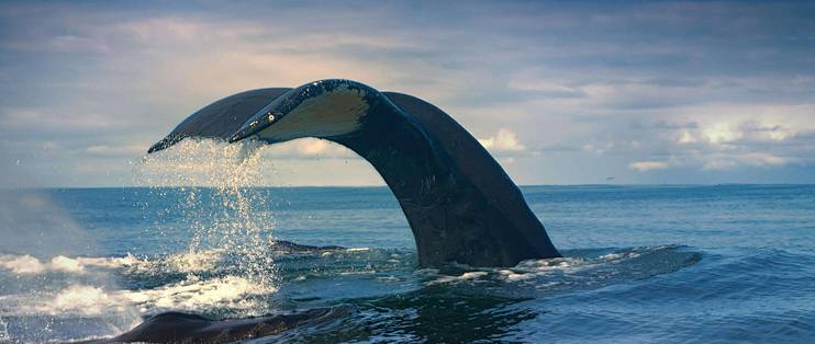 发现澳洲 | 澳洲黄金海岸攻略——观鲸_国外自由行_什么值得买