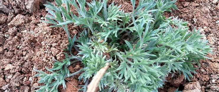 白蒿：想吃须趁早，错过时间成杂草_生活教育_什么值得买