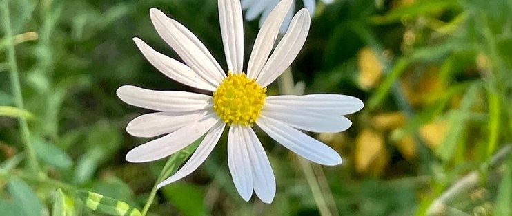 顽强的马兰，美好的记忆！_中西药品_什么值得买