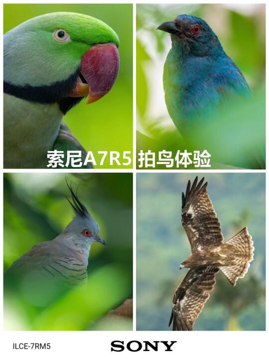 索尼A7R5深度解析：6100万像素+AI对焦，高性价比旗舰值不值得冲？_相机_什么值得买