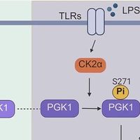 Cell Reports丨糖酵解关键酶 PGK1 通过磷酸化 NLRP3 诱导脓..._什么值得买