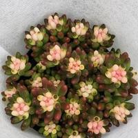 TRAE vs Qoder：AI编程工具深度对比_什么值得买